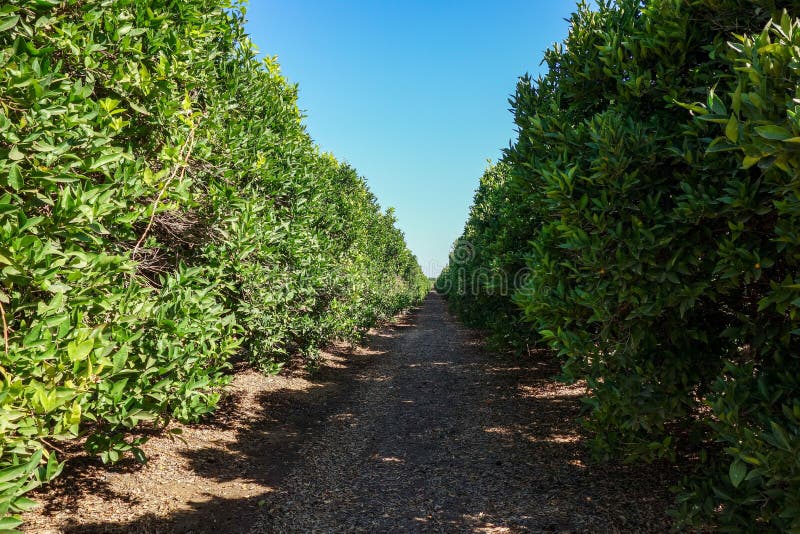 View of a Pathway in the Middle of Growing Oranges Tree on a Farm Stock ...