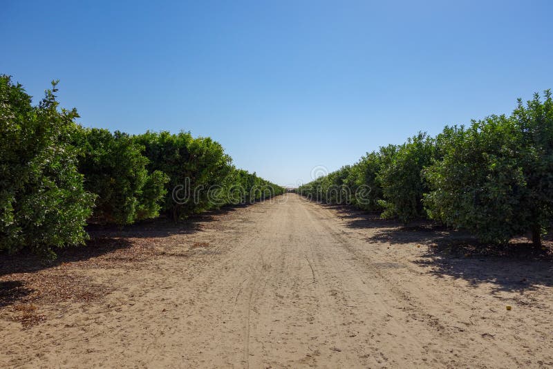 View of a Pathway in the Middle of Growing Oranges Tree on a Farm Stock ...