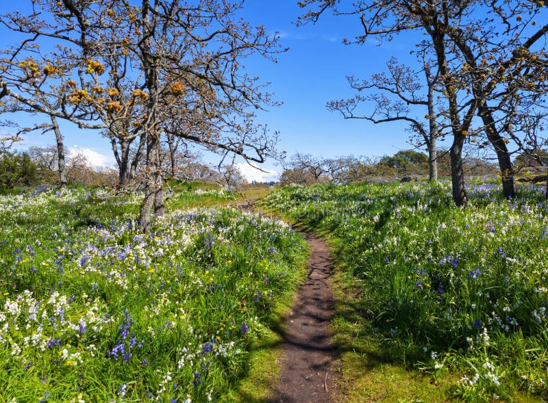 View of the Pathway Splitting the Floral Meadow Under the Blue Sky ...