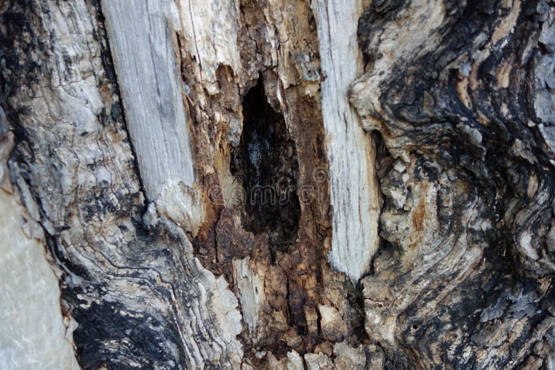 View of Patterns Naturally Made on a Tree or Wood Stock Image - Image ...