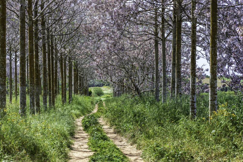 View of Paulownia Kiri Tree Plantation in Bloom Stock Image - Image of ...