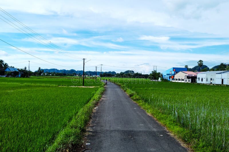 View of the Paved Road at the Edge of the Rice Fields Stock Photo ...