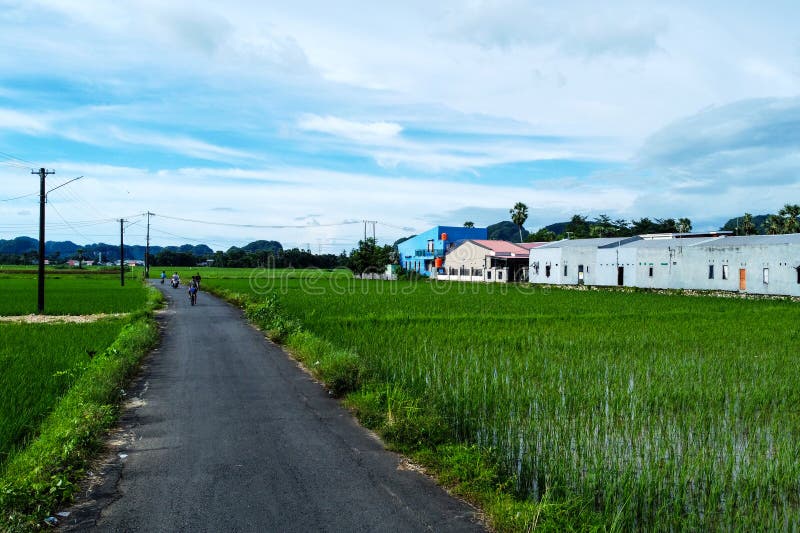 View of the Paved Road at the Edge of the Rice Fields Stock Photo ...