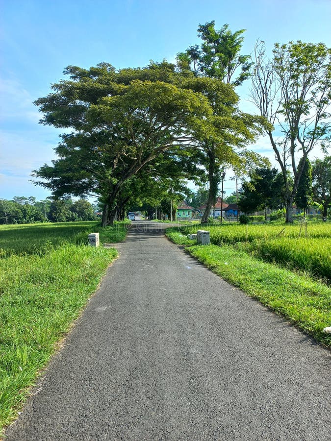 View of the Paved Road on Either Side of Rice Fields and Green Trees ...