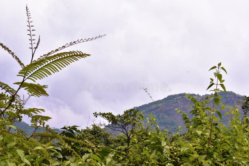 View of a Peak with a Forest Foreground with a Beautiful Sky Stock ...