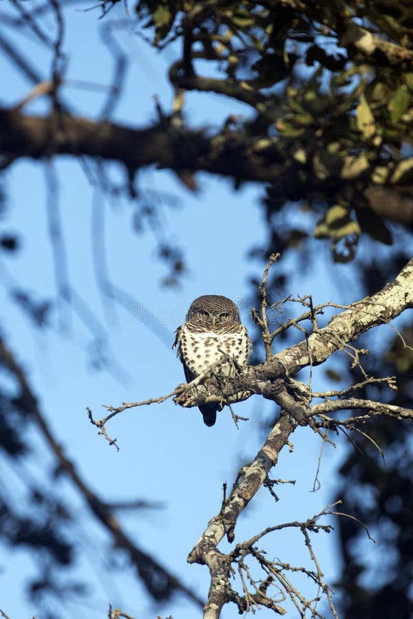 View of a Pearl Spotted Owlet on Tree Stock Photo - Image of tree ...