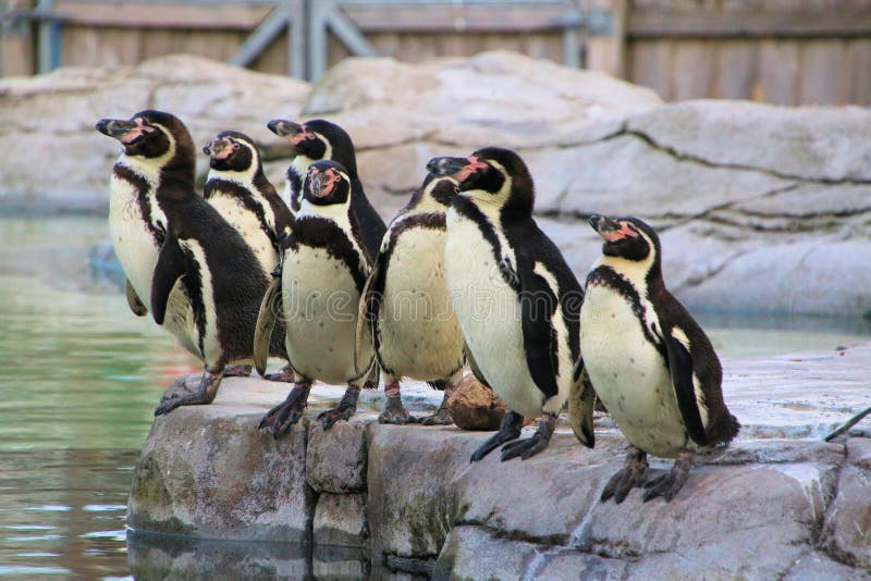A view of a Penguin stock photo. Image of tree, feather - 244683744
