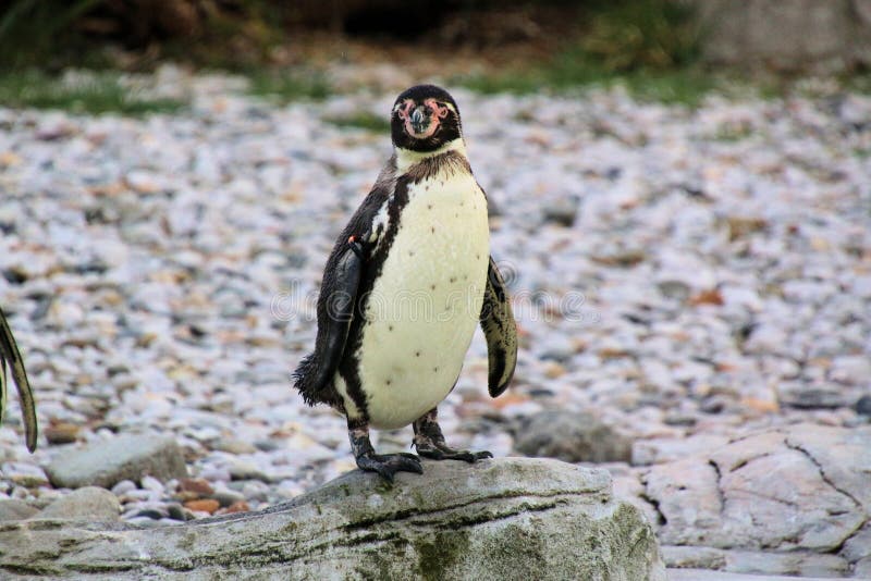 Java Penguin Logo Stock Photos - Free & Royalty-Free Stock Photos from ...