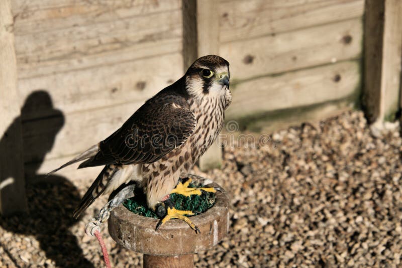 Top View of Peregrine Falcon Falco Peregrinus in Flight Stock Image ...