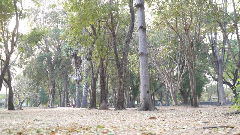 A View of the Perennial Plants Nature Park. Stock Footage - Video of ...
