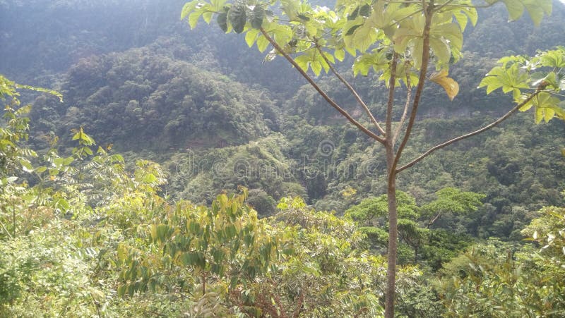 A View of the Peruvian Jungle Stock Image - Image of light, jungle ...