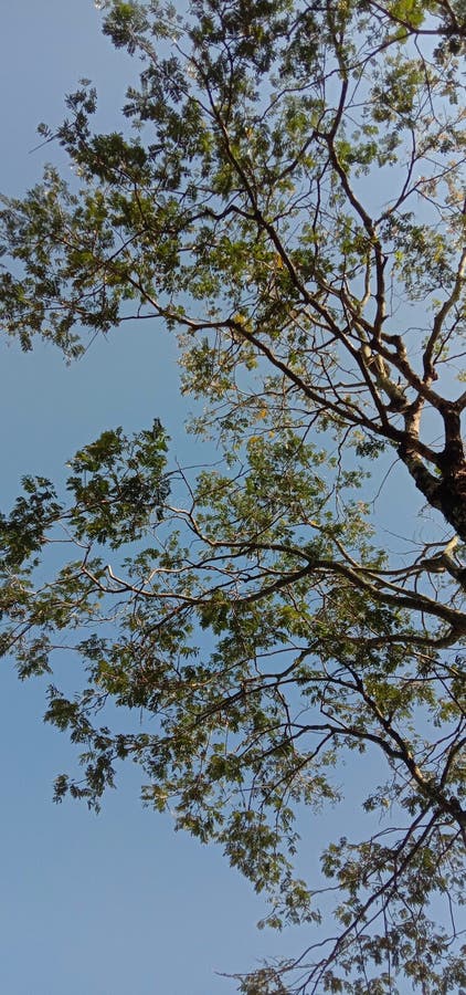 The View of the Petai Tree from Below is Beautiful and Pretty Like a ...