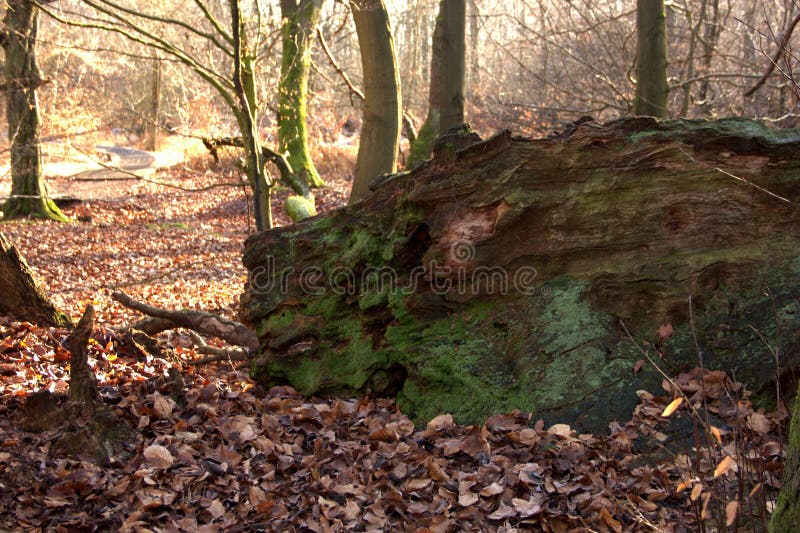 A Petrified and Moss Covered Oak in the Jungle of Sababurg Stock Photo ...