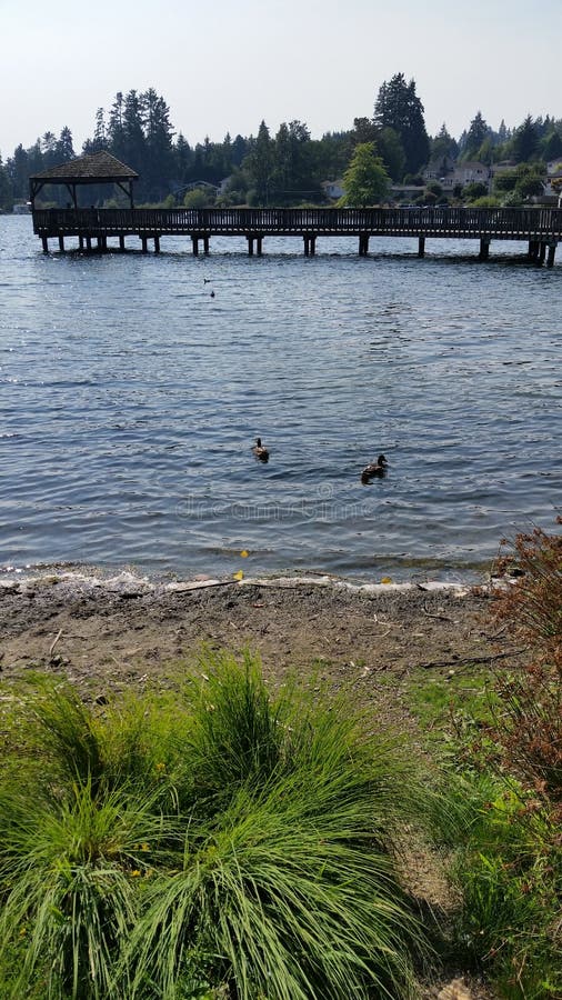Lake pier stock image. Image of ducks, rush, grass, landscape - 58333971