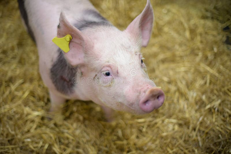 View of a Pig in a Box at the Agricultural Show Stock Photo - Image of ...