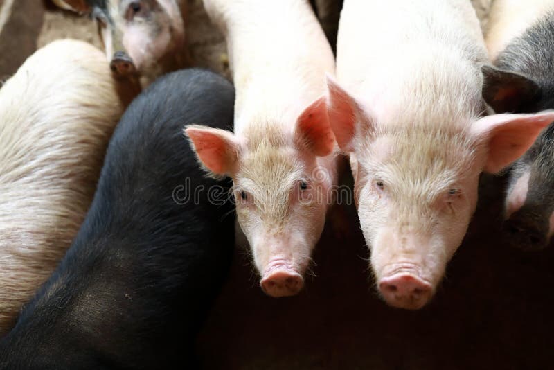 Pigs in a pigsty stock image. Image of pigsty, ears, piggy - 15744673