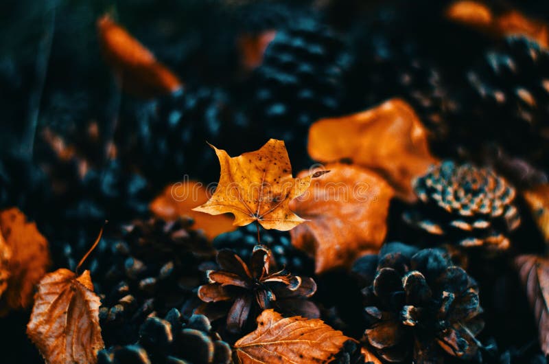 View of a Pile of Autumn Leaves and Conifer Cones - a Beautiful Fall ...