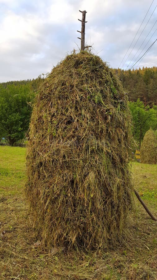 Pile of hay stock image. Image of grain, background - 112732519