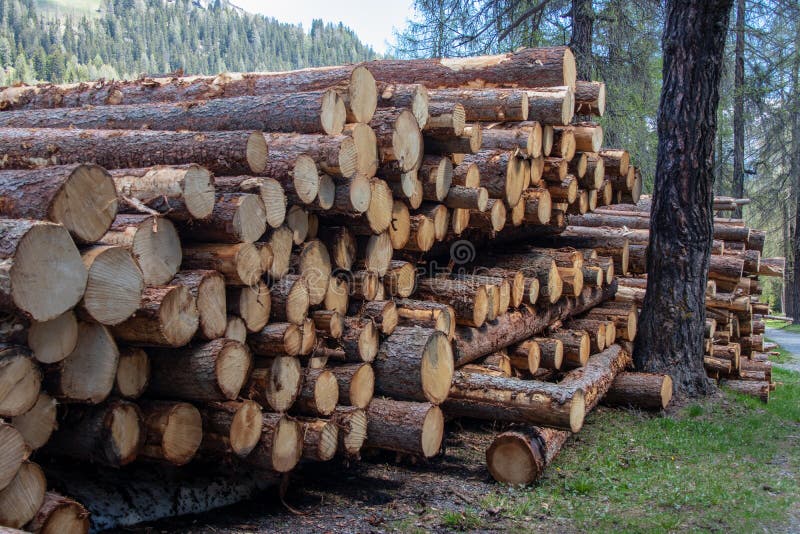 View from a Pile with Tree Trunk Stock Image - Image of bark, lumber ...
