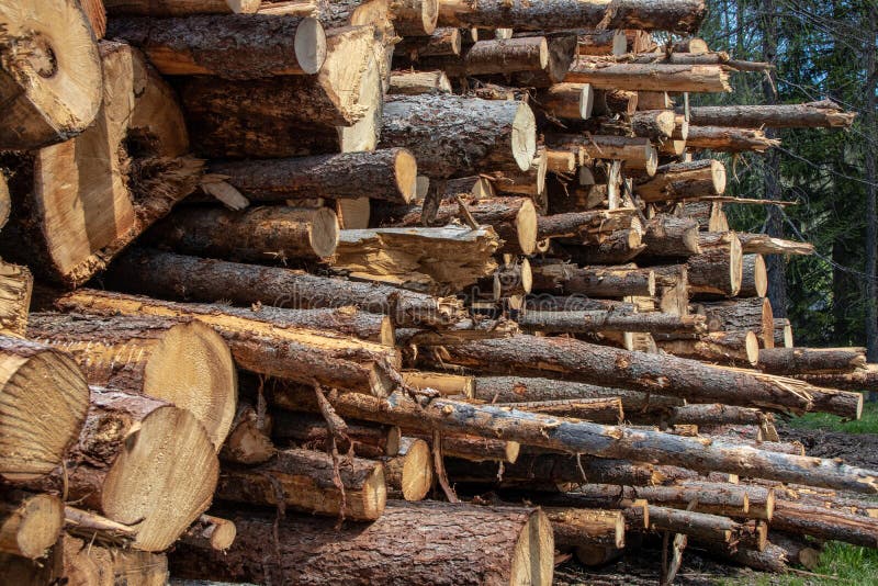 View from a Pile with Tree Trunk Stock Photo - Image of nature, natural ...