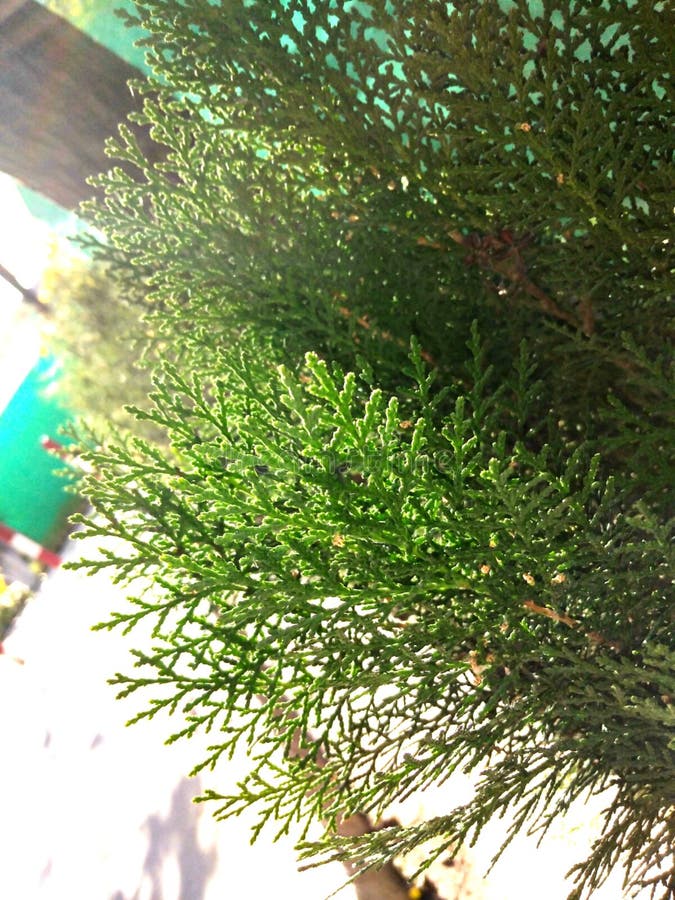 View of pine bushes stock image. Image of bushes, brown - 173015693