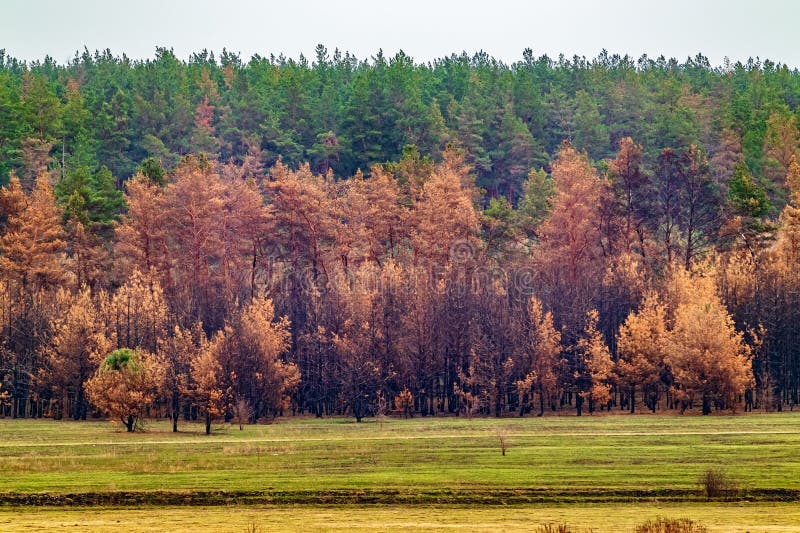 View of a Pine Forest with Dead and Burnt Trees after a Fire Stock ...