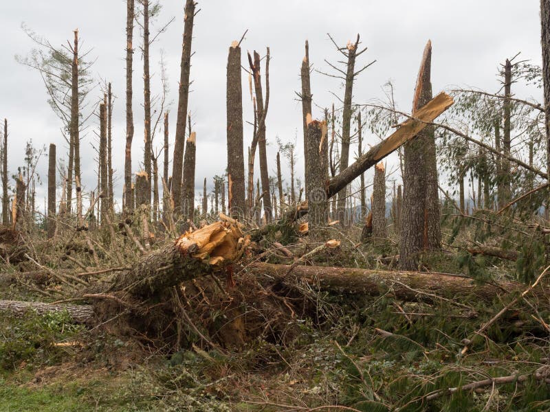 A View of a Pine Forest after Storm Cyclone Gabrielle.almost Every Tree ...