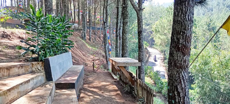 View of Pine Forest Tourist Spot. Indonesia, August 11, 2024 Stock ...