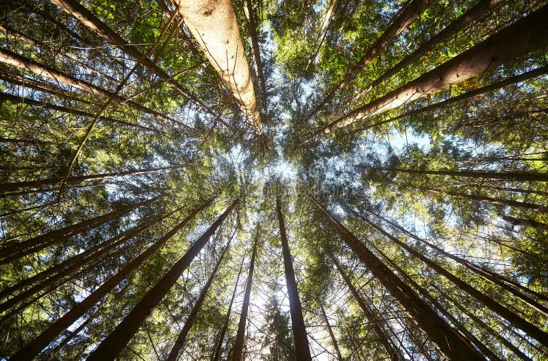 UPWARD VIEW INTO PINE TREE stock photo. Image of nature - 105993884