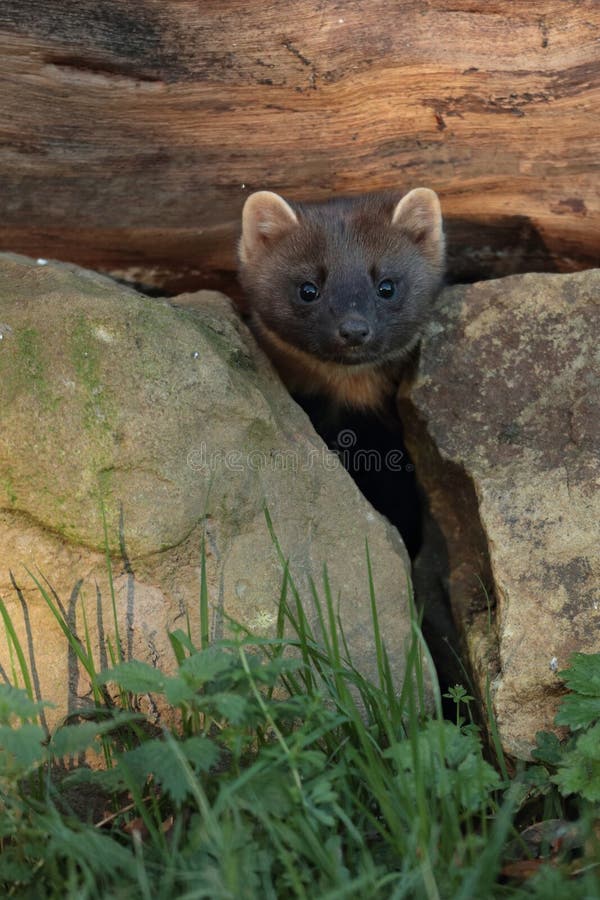 Pine martin. stock image. Image of nature, wild, view - 236453909
