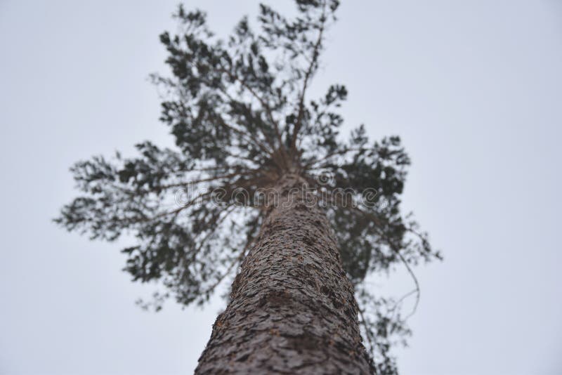 View of a Pine Tree Focused on the Trunk Stock Photo - Image of branch ...