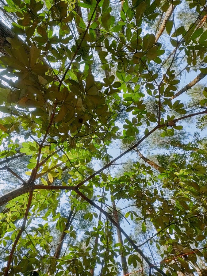 The View of the Pine Tree Looks Faint Stock Photo - Image of looks ...