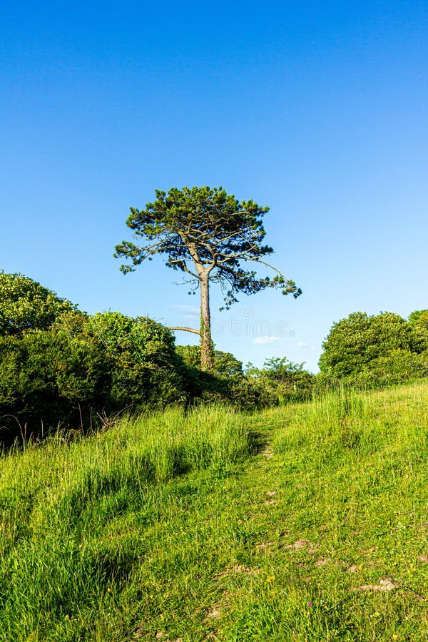Tree on the slope stock photo. Image of wilderness, grow - 113755274
