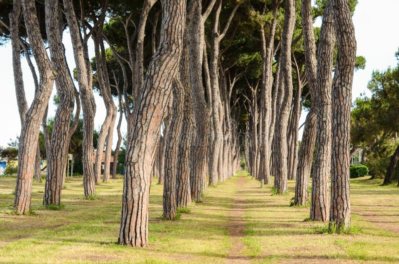 Italian Landscape in Summer - Snowy Mountain and House Stock Image ...