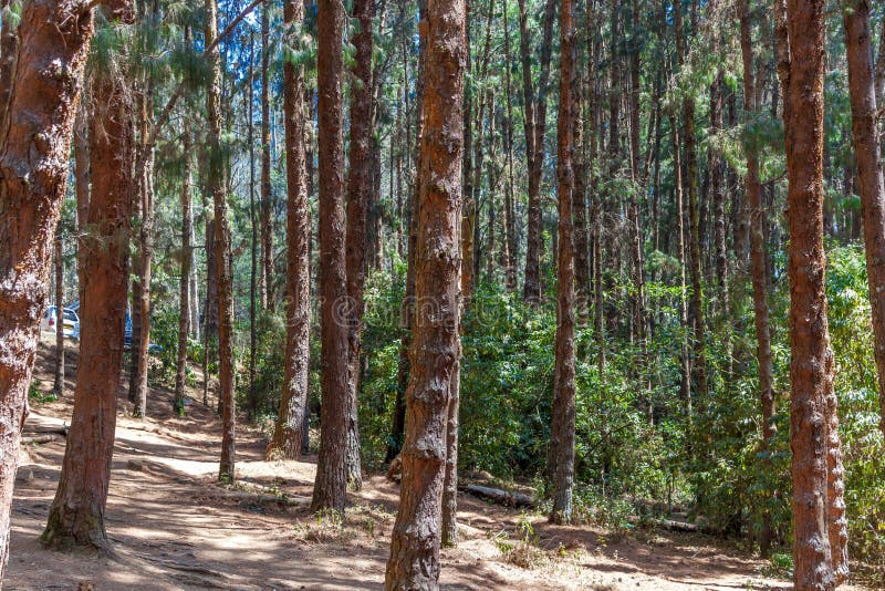 View of Pine Trees with Bright Sunlight, Ooty, India, 19 Aug 2016 Stock ...