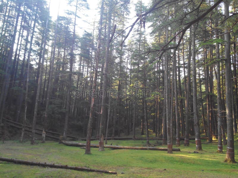 Cheed Trees Stock Photos - Free & Royalty-Free Stock Photos from Dreamstime