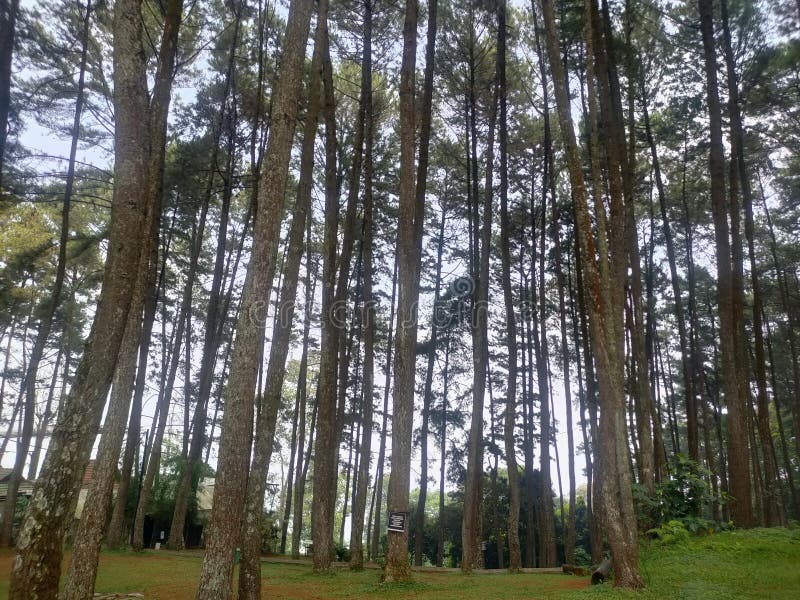 View of Pine Trees at Puncak Bogor Stock Photo - Image of pine, puncak ...