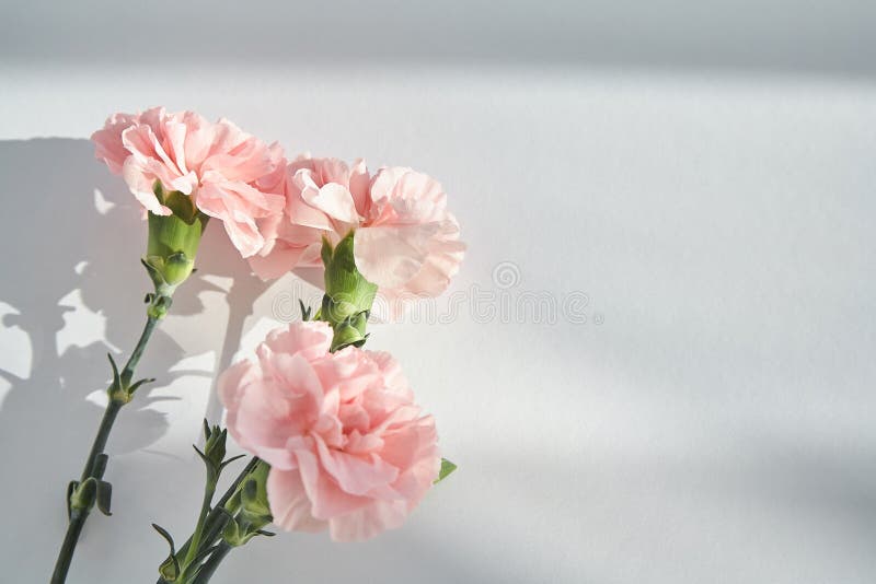 View of Pink Carnations on White Background with Sunlight and Shadows ...
