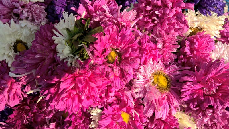 Shevanti ( Chrysanthemum ) Flowering Trees in the Indian Climate ...