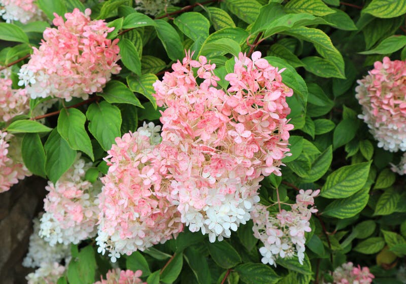 Close Up View of Pink Hydrangea Flower Bloom Stock Photo - Image of ...