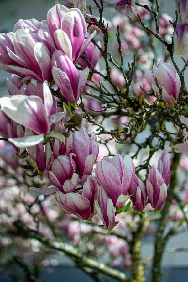 View of Pink Magnolia Buds on Tree Branches in Rays of Light in Spring ...