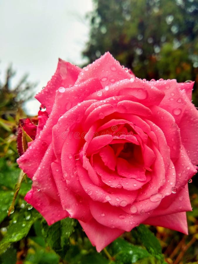 View of a Pink Rose with Rain Drops Stock Photo - Image of view ...