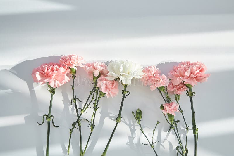 View of Pink and White Carnations on White Background with Sunlight and ...
