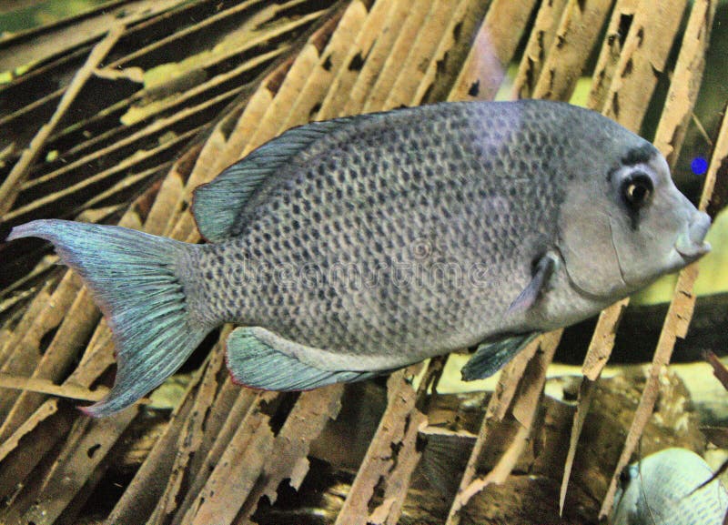 A View of a Pinstripe Danba Fish Stock Photo - Image of view, aquarium ...