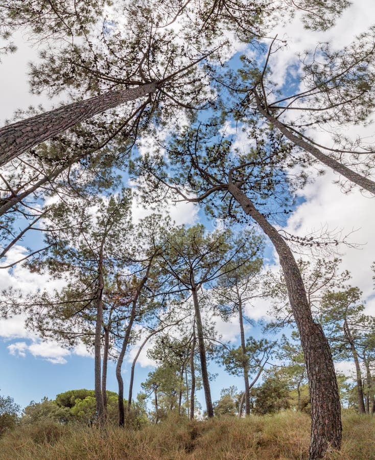 View of the Pinus Pinaster Tree with Branches Over a Blue Sky Wi Stock ...