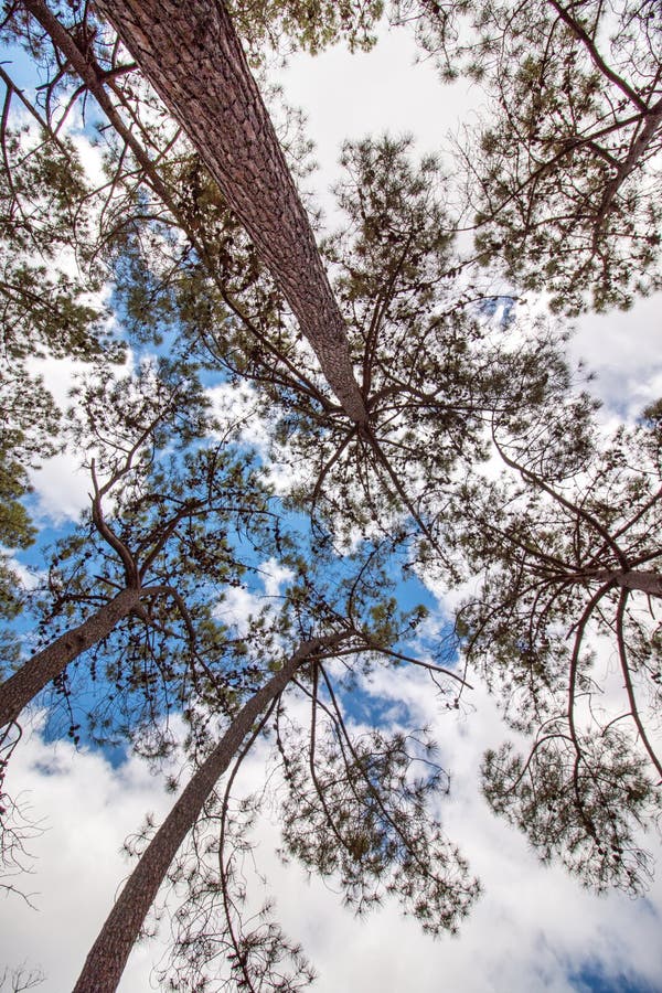 View of the Pinus Pinaster Tree with Branches Over a Blue Sky Wi Stock ...