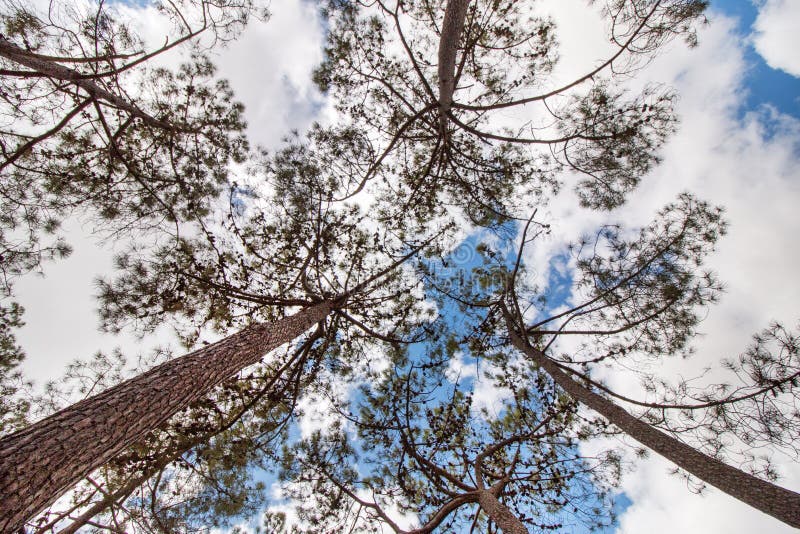View of the Pinus Pinaster Tree with Branches Over a Blue Sky Wi Stock ...