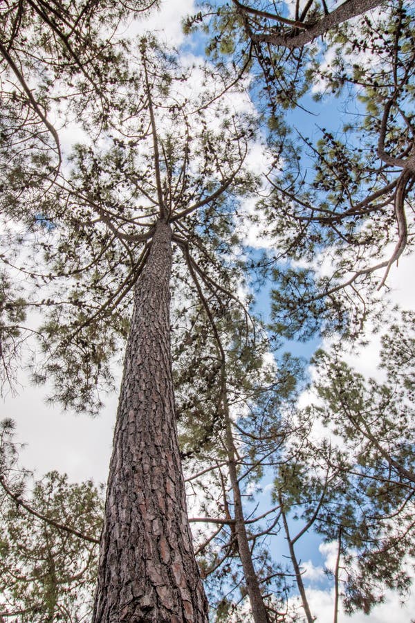 View Of The Pinus Pinaster Tree With Branches Over A Blue Sky Wi Stock ...