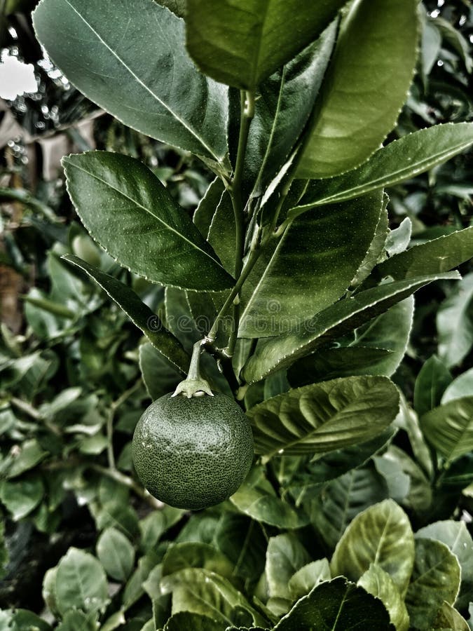 View of Plant Green Lemon Leaves and Fruit Stock Photo - Image of fruit ...