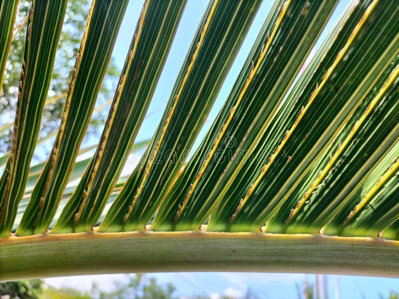 View of Plant with Unique Leaf Pattern at Backyard for Improving Air ...